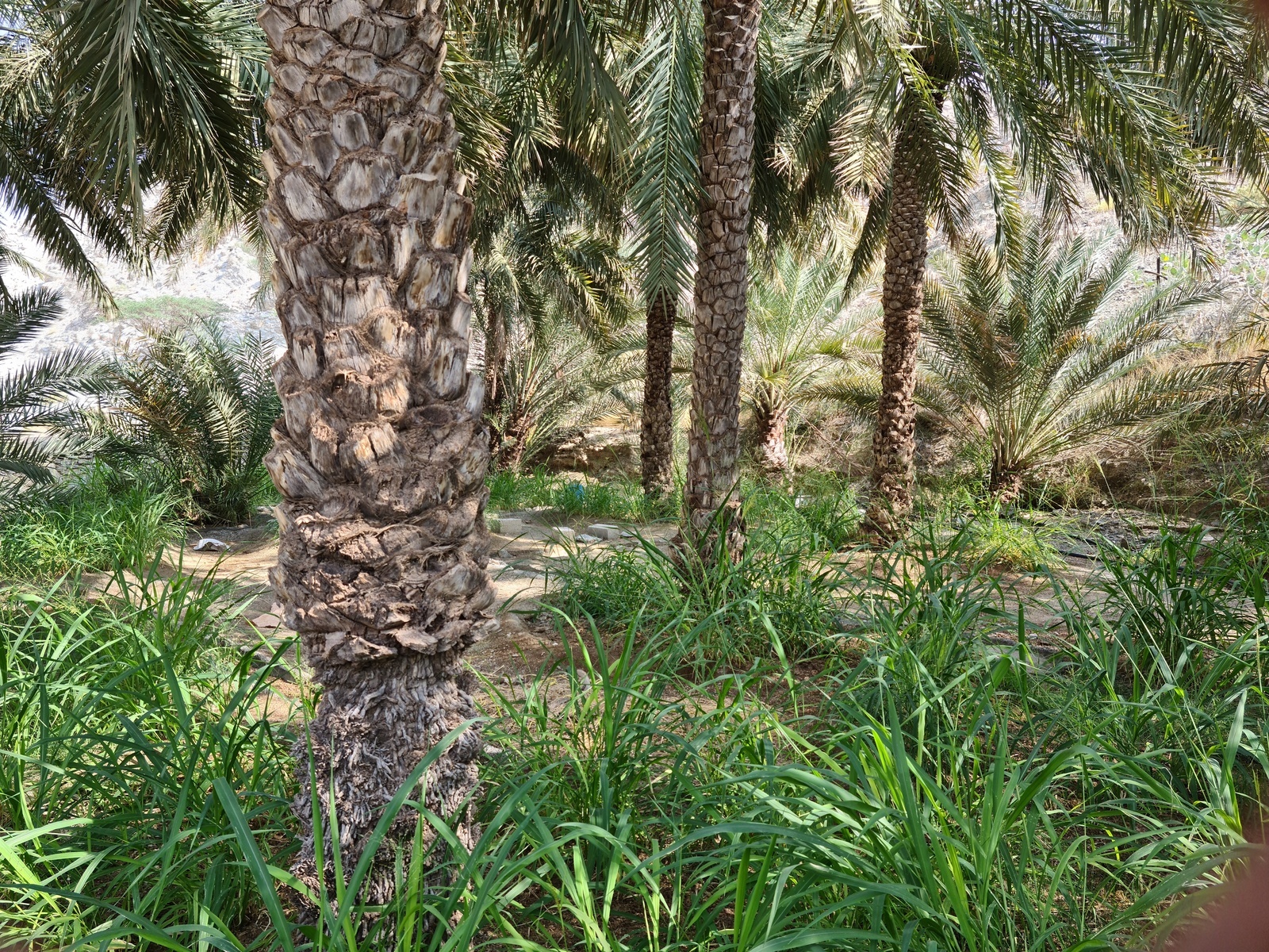 Rivers in the United Arab Emirates: The Complete List - 33travels