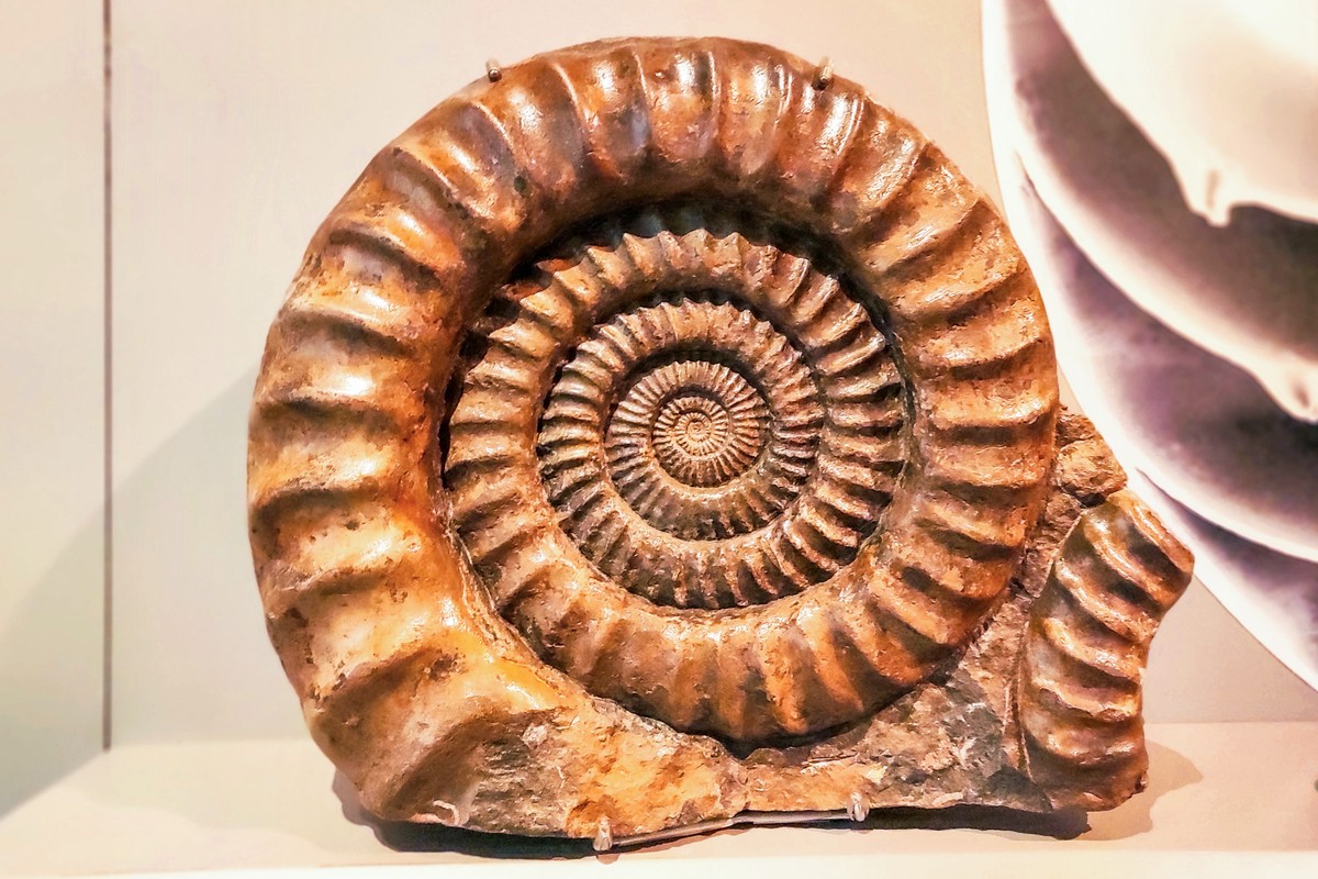 Museum of Natural History in Halifax, Canada - Museum Information ...